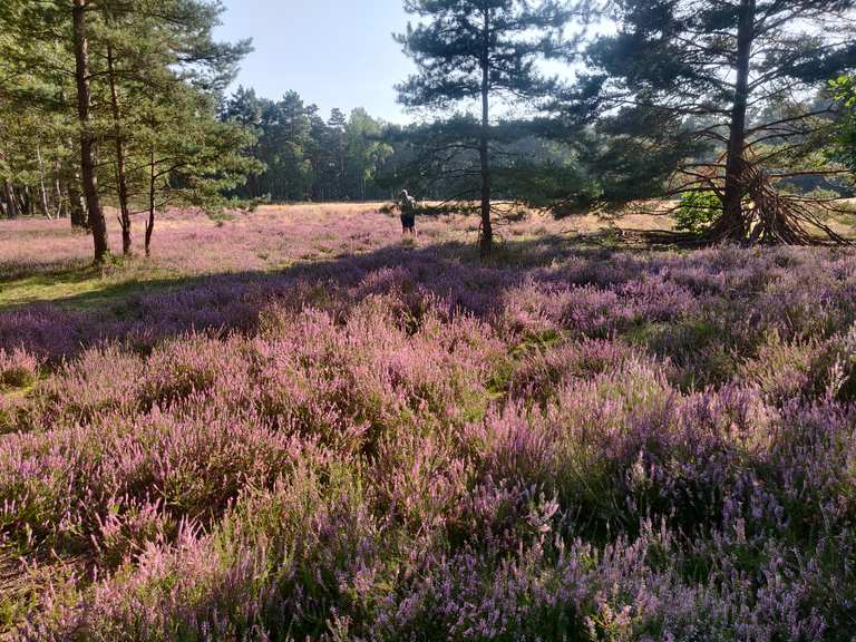 Heideland Rundwanderweg Hövelhof | wandeling | Komoot