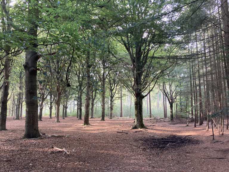 Landgoed Pijnenburg – Mooi stuk bos Rondje vanuit Lage Vuursche | wandeling | Komoot