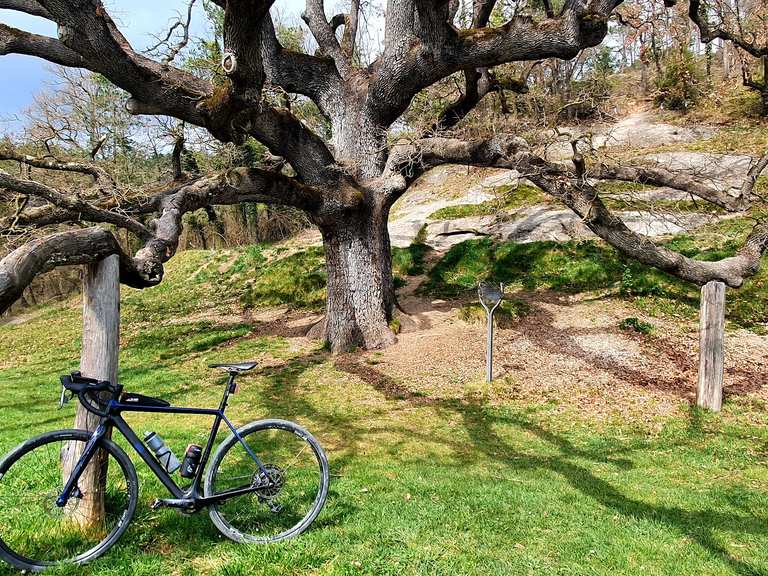 Giant Oak of La Senyora – Hiking & Cycling Routes | Komoot