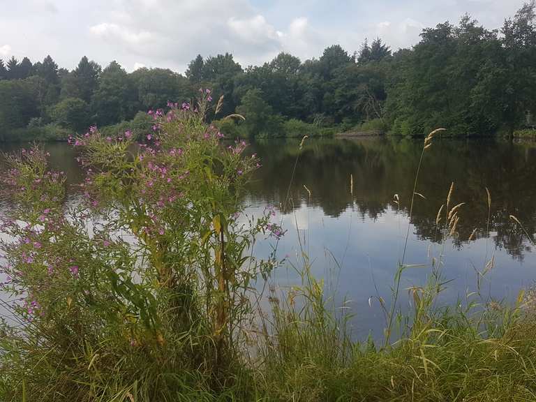 Sunder Seen mit Seerosen und kapitalen Karpfen : Radtouren und Radwege ...