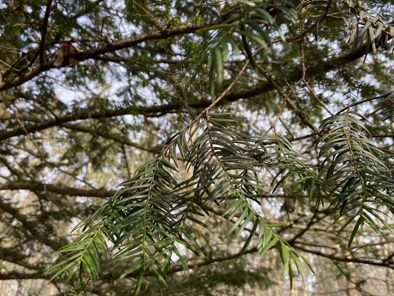 Yew tree (Taxus baccata) on the Waldlehrpfad nature trail Routes for ...