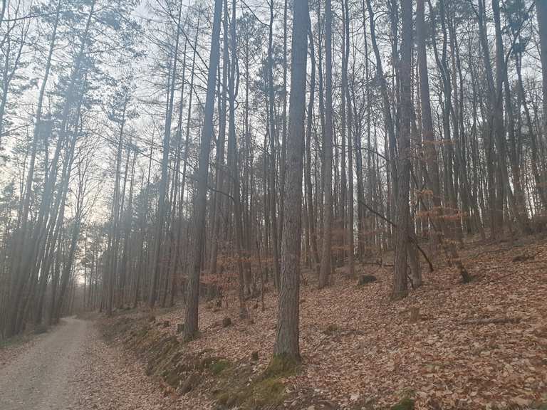 Krötenweiher – Wilde Weiher /Teiche Runde von Waldrode | Wanderung | Komoot