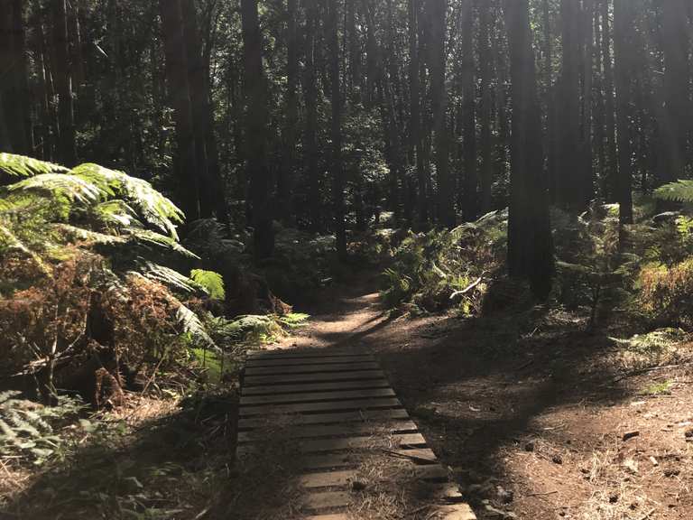Rowney Warren wood loop from Shefford – Chicksands Bike Park | Percurso ...