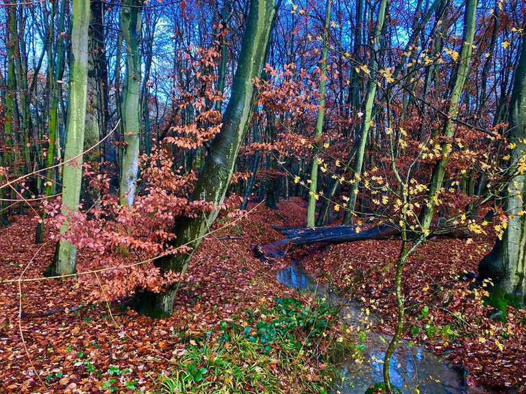 Salcey Forest Routes for Walking and Hiking | Komoot