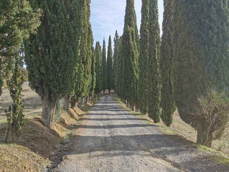 Viale tra i cipressi - Mountain Bike Trails & Tracks | Komoot