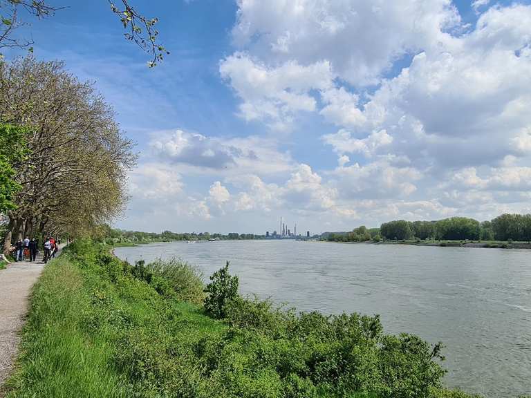 Schöne Aussicht auf den Rhein und die Rheinbrücken vom Leinpfad ...
