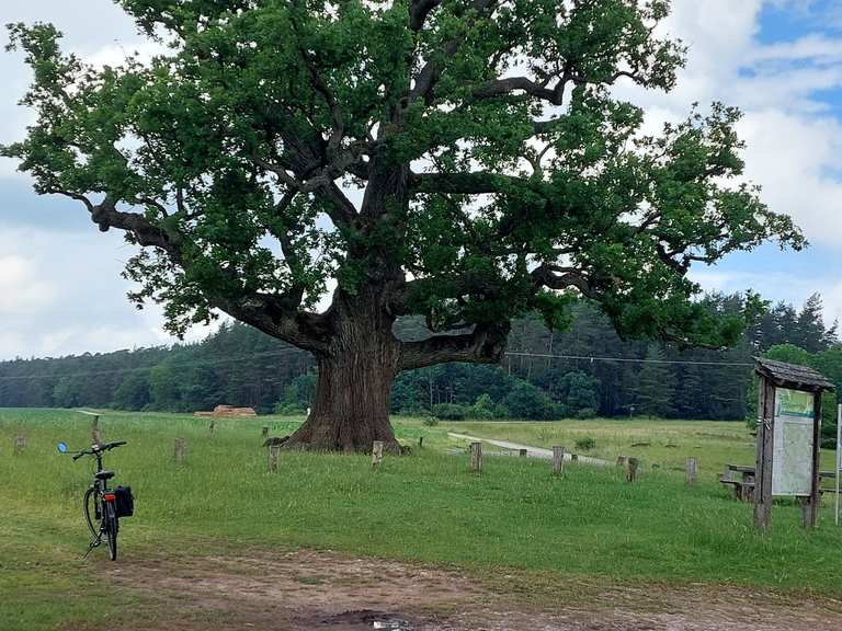Kreuzeiche : Radtouren und Radwege | komoot