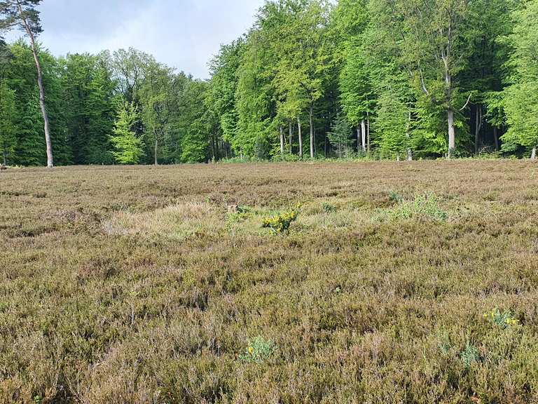 Heideveld in Bovenste Bosch wandelroutes en hikes | Komoot