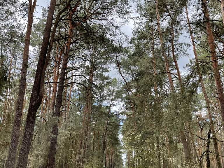 Chemin forestier asphalté – Itinéraires vélo & Comment s'y rendre | Komoot