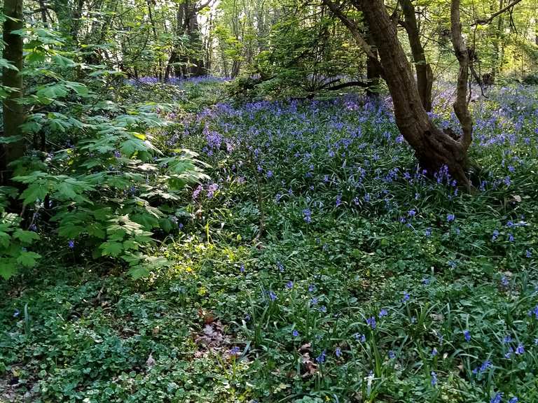 Lassington Wood Bluebells Routes for Walking and Hiking | Komoot
