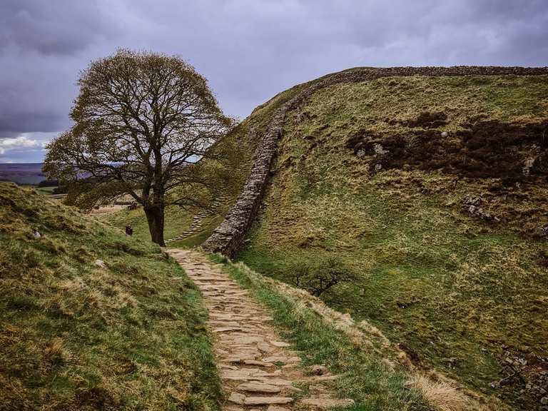 Sycamore Gap (Robin Hood Tree) Routes for Walking and Hiking | Komoot