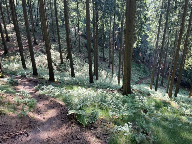 Traul Trail: Mountainbike-Touren und -Trails | komoot