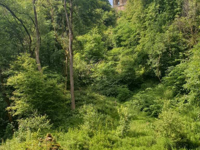 Hackfall Wood Routes for Walking and Hiking | Komoot