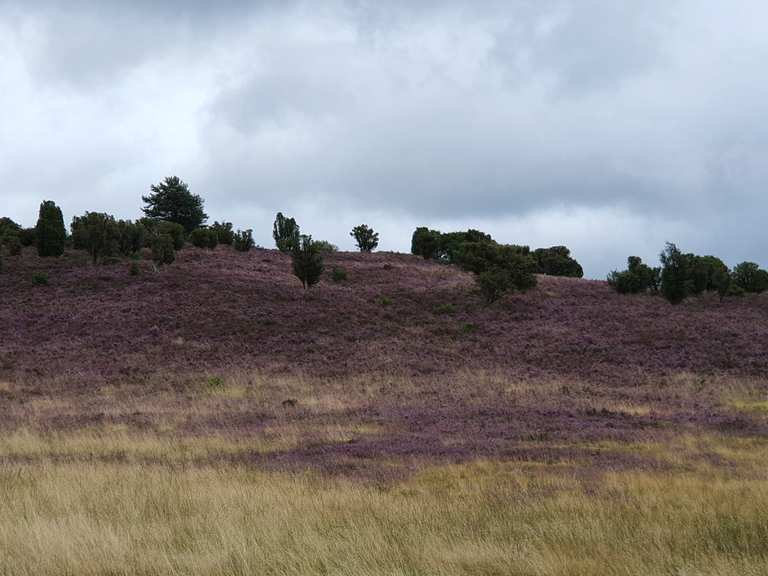 Heide bei Niederhaverbeck Routes for Walking and Hiking | Komoot