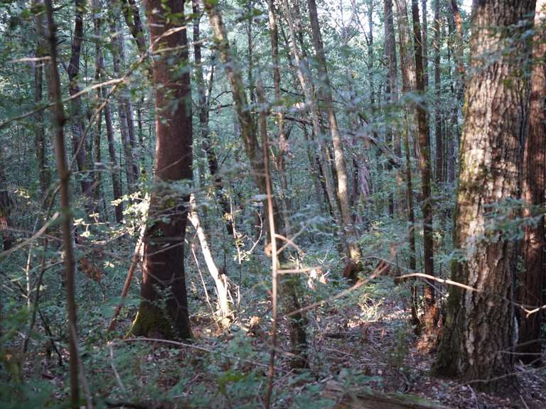 Tafoni Trail to Fir Trail Junction 🌳 Corte de Madera OSP - Routes for ...