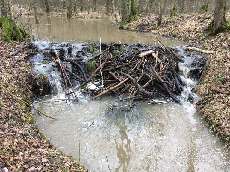 Beaver lodge in Steigerwald Nature Park – Hiking & Cycling Routes | Komoot