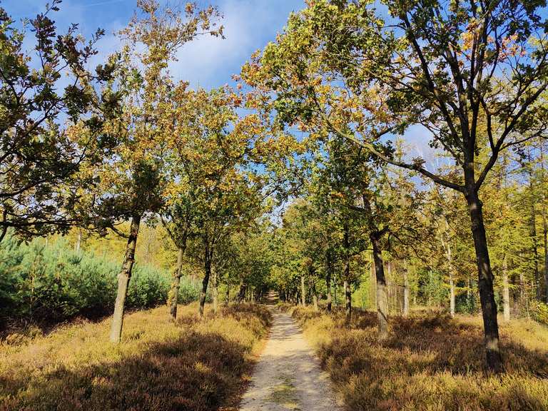 Eenzame grote Eik klim. 8% gemiddeld. - Amerongen, Utrecht | Hardloop ...