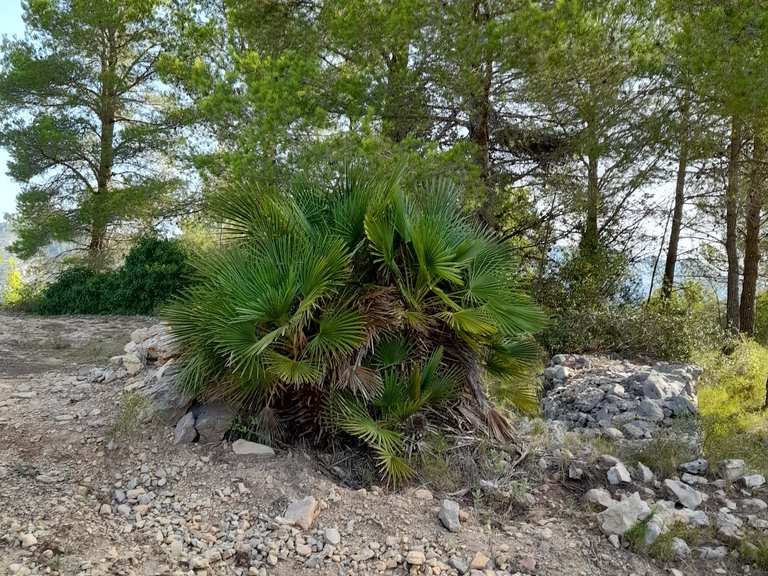 Camí del Ruit – trasy piesze | Komoot