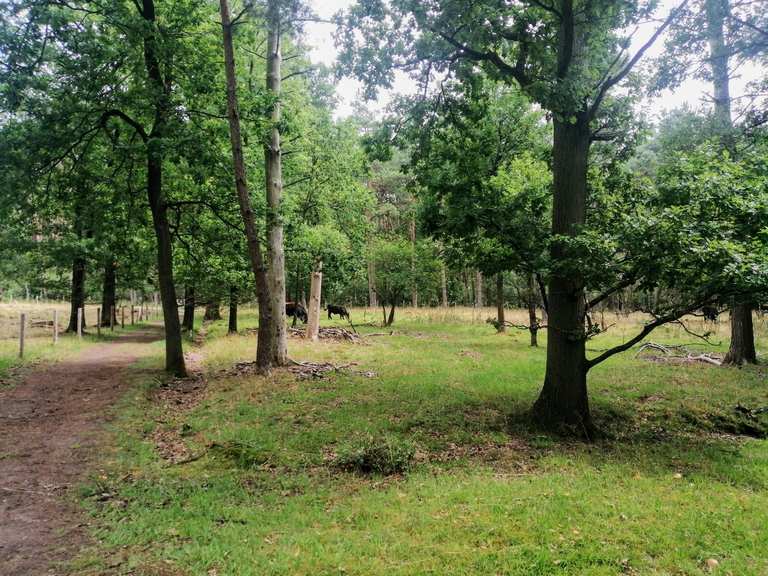 Droge heide - herstelgebied wandelroutes en hikes | Komoot