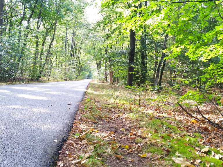 Mooi fietspad door het bos : Radtouren und Radwege | komoot