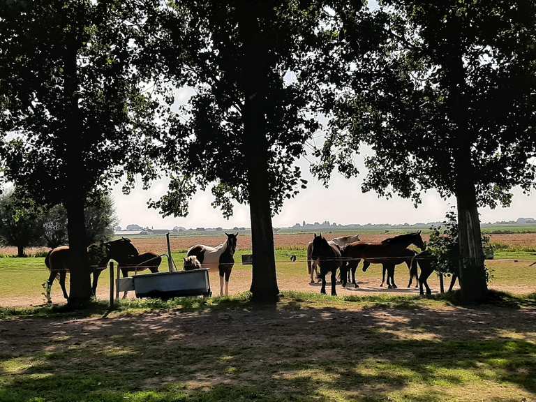 Mooi fietspad van Babberich naar oud Zevenaar - Cycle Routes and Map ...