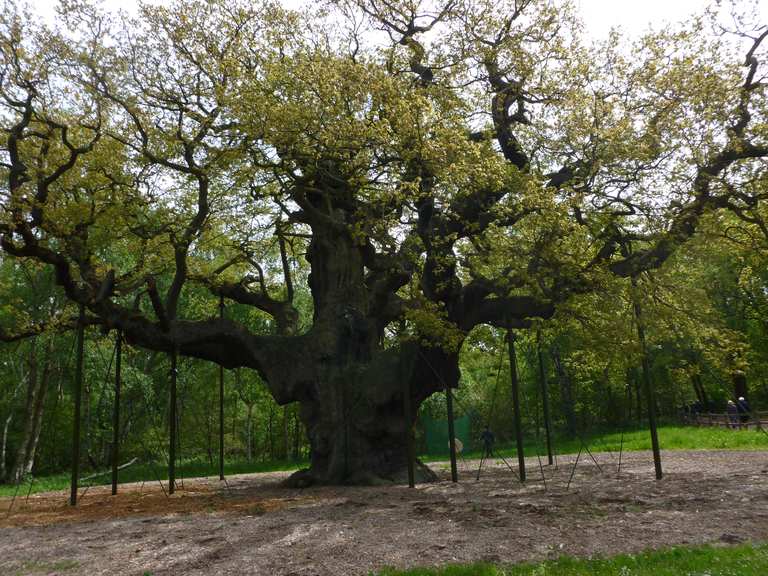 The Major Oak Routes for Walking and Hiking | Komoot