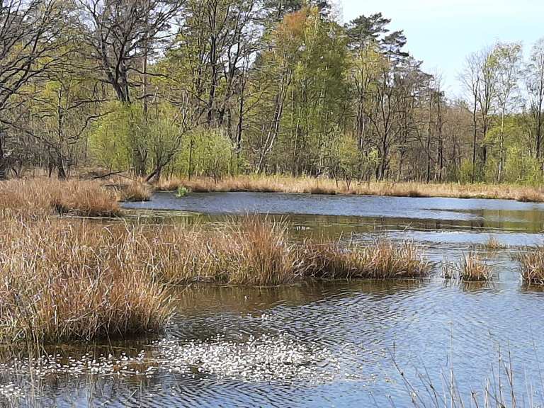 Voetgangersbrugje over het ven – Rietvijver rondtocht vanuit Averbode ...