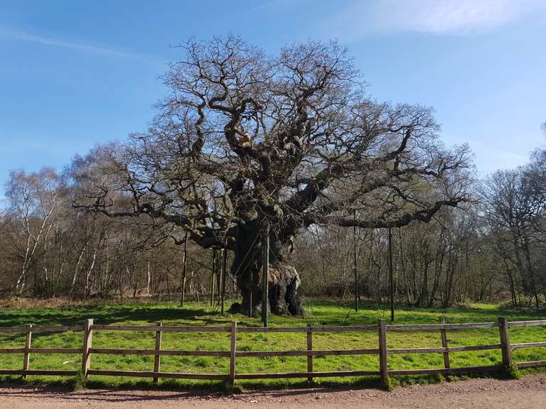 The Major Oak Routes for Walking and Hiking | Komoot