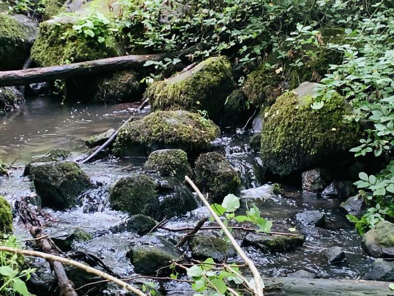 Deckenbach – Bachquerung Loop from Homberg (Ohm) | hike | Komoot