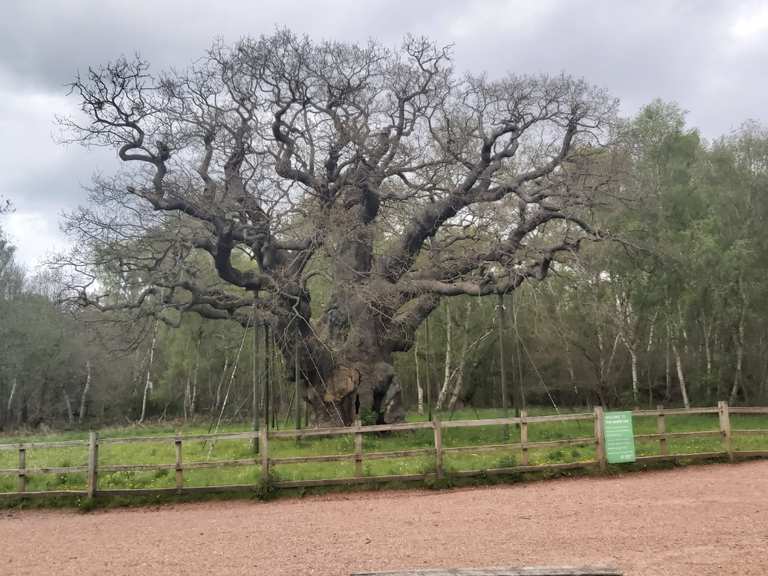 Major Oak Routes for Walking and Hiking | Komoot