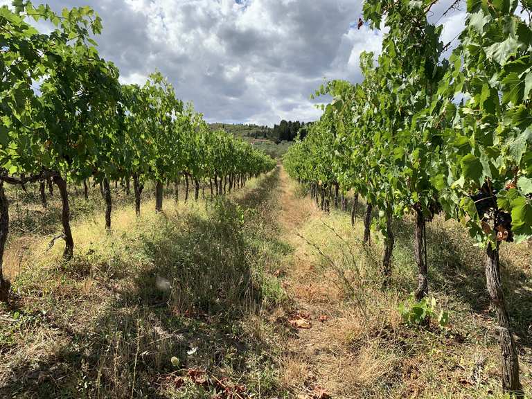 The cycle path along the Arno in Florence – loop from Rignano sull'Arno | bike Tour | Komoot