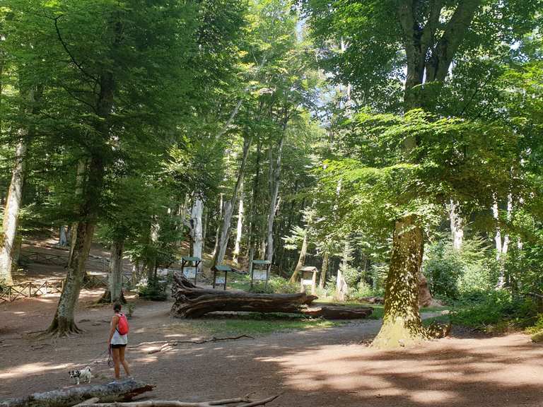 Monte Cimino – Faggeta dei monti cimini Itinerario ad anello da Bagnaia ...