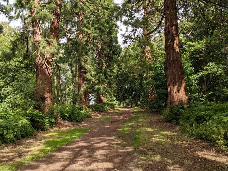 River Lea, Epping Forest and Roding Valley loop from Stratford | gravel ...