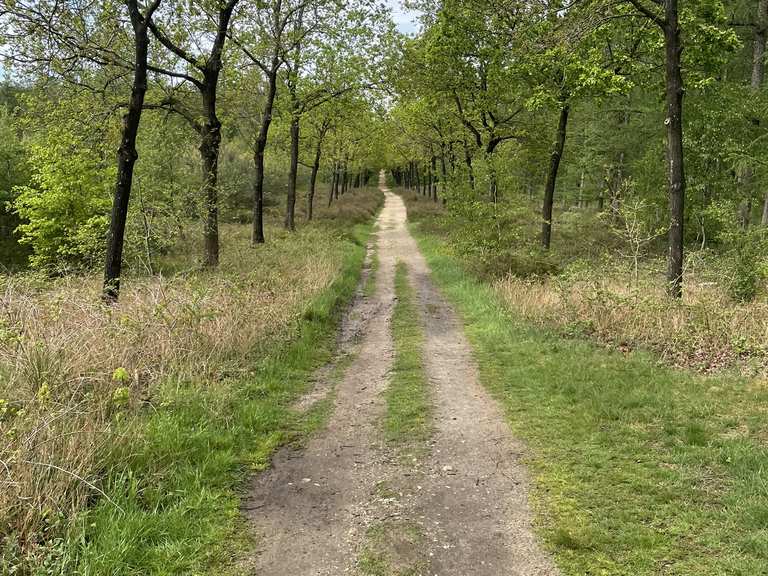 Eenzame grote Eik klim. 8% gemiddeld. - Amerongen, Utrecht | Hardloop ...