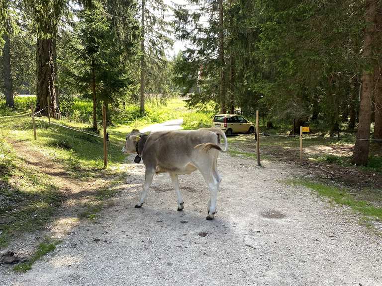 Felixer Alm: Wanderungen und Rundwege | komoot