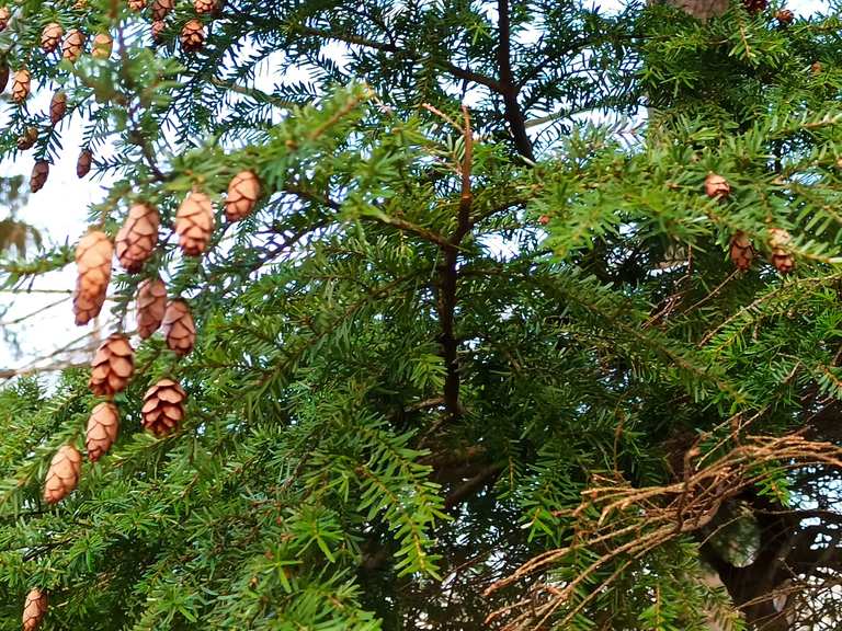 Douglasienwald: Wanderungen und Rundwege | komoot