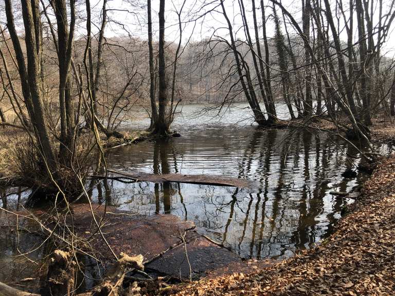 Flussufer im Wald: Wanderungen und Rundwege | komoot