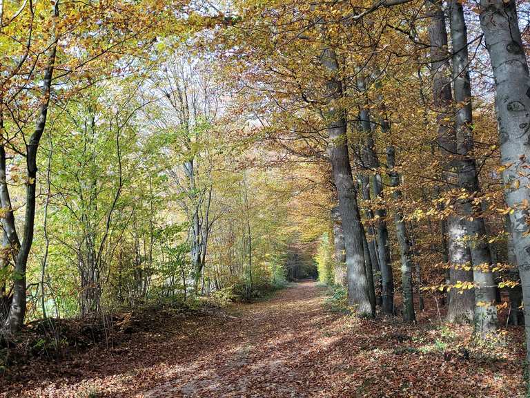 Schöne Strecke im Wald : Radtouren und Radwege | komoot