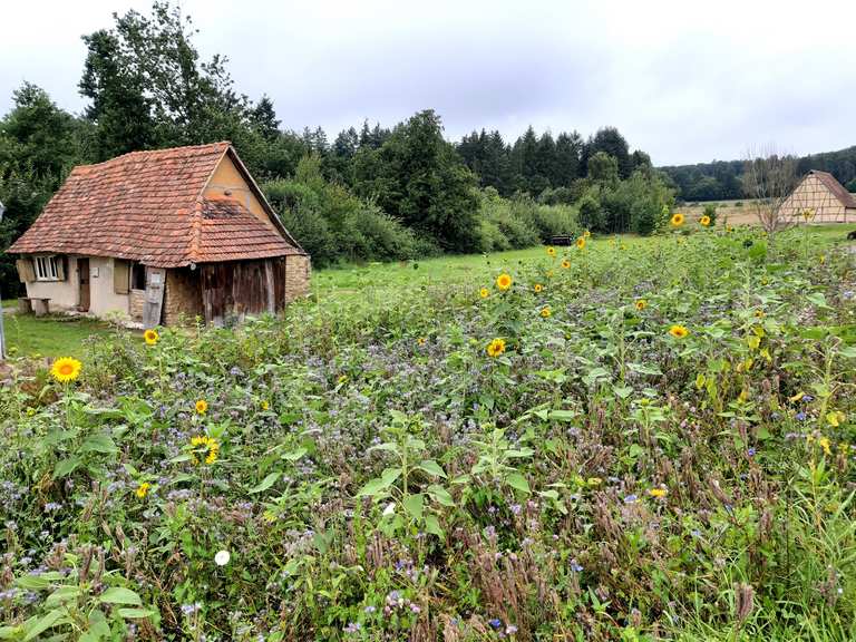 Grünkern-Darre: Wanderungen und Rundwege | komoot
