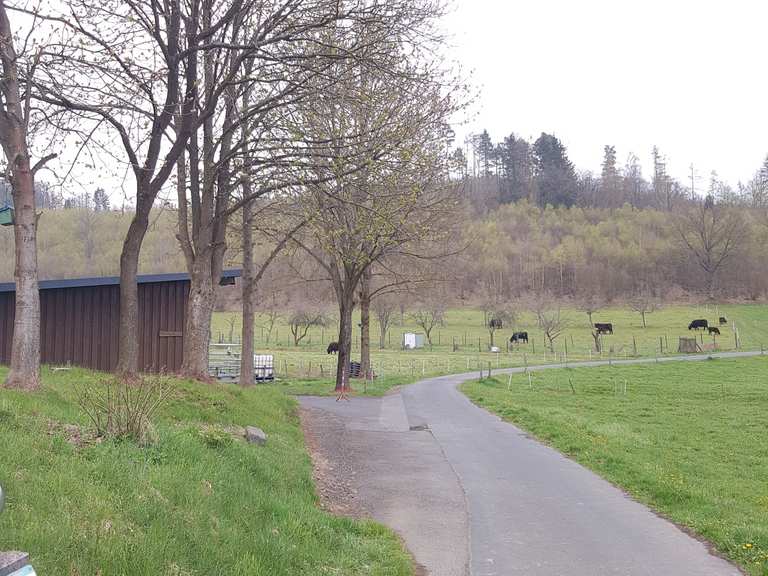 Galloway Ranch😊🐂🐃😉: Wanderungen und Rundwege | komoot