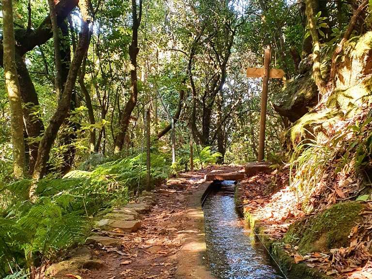 Levada dos Cedros e Fanal — circuit PR14 sur l'île de Madère ...