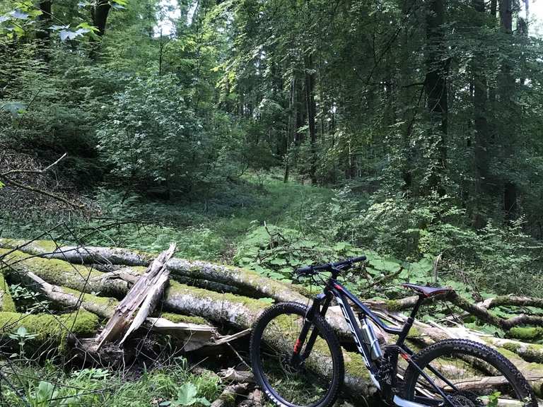 Trail S2 Bechtersbohl Geisslingen Mountain Bike Trails & Tracks | Komoot