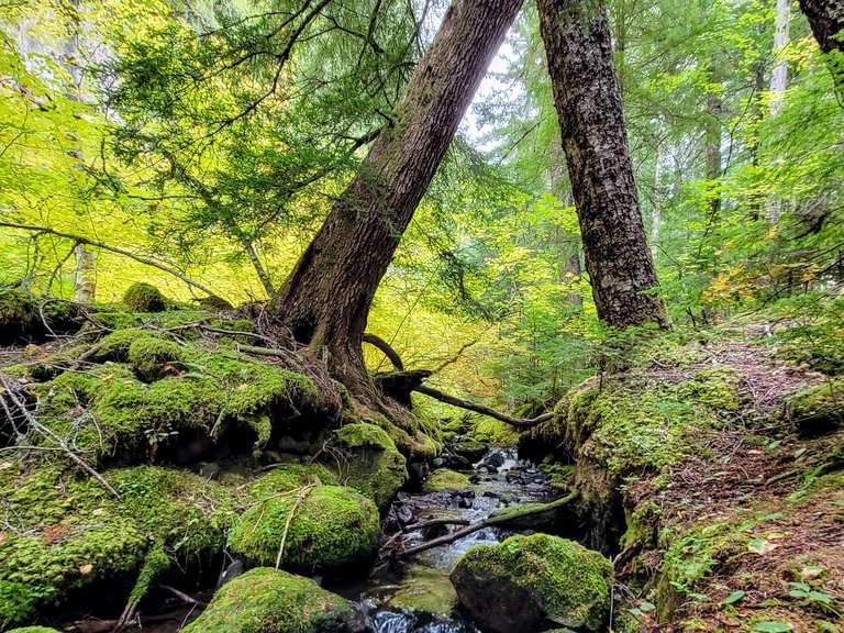 Ramona Falls Trail loop via Pacific Crest Trail - Mount Hood National ...
