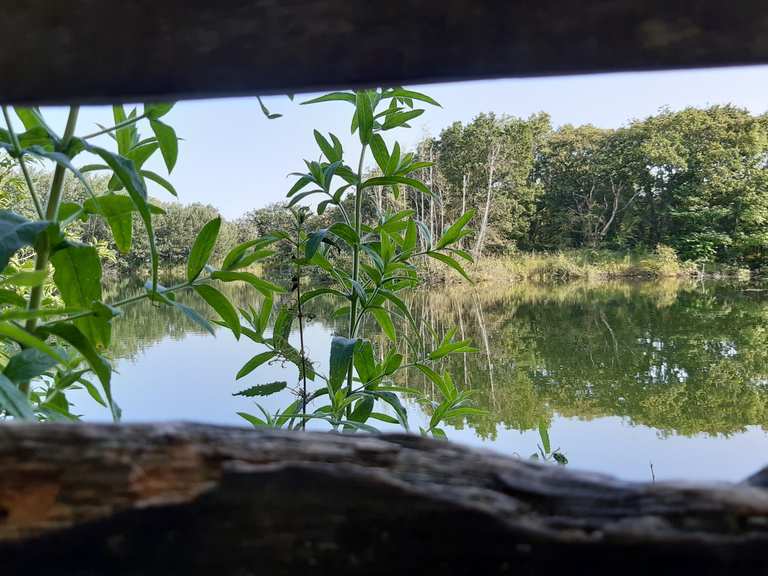 Zicht op meertje in de duinen – Duinlandschap rondtocht vanuit Duindigt ...