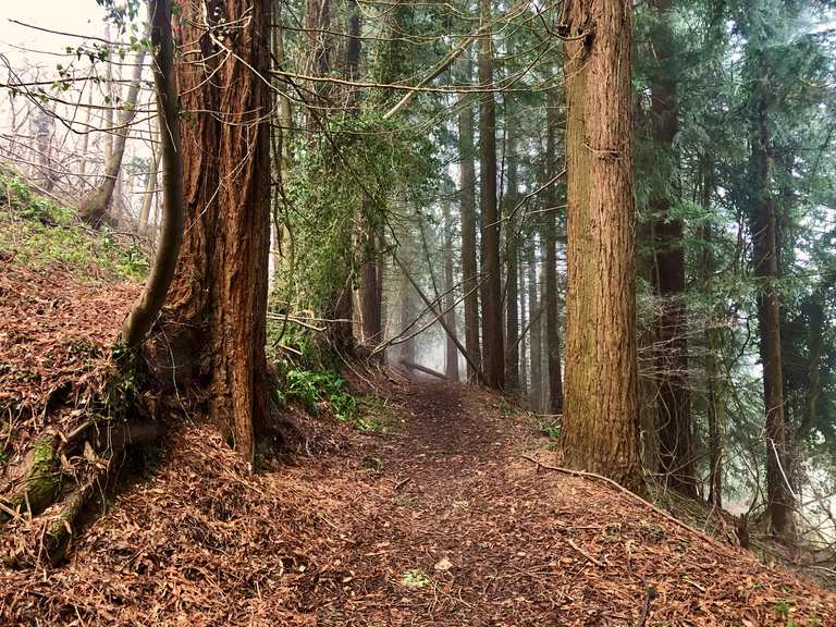 Tyndale Monument & Spuncombe Bottom loop — The Cotswolds AONB | hike ...