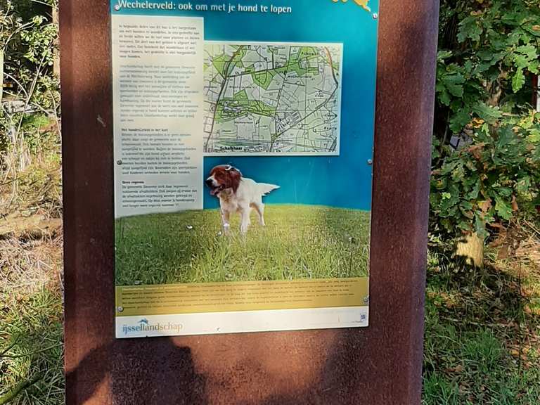 Wechelerveld Singel track: MTB-routes en trails | Komoot