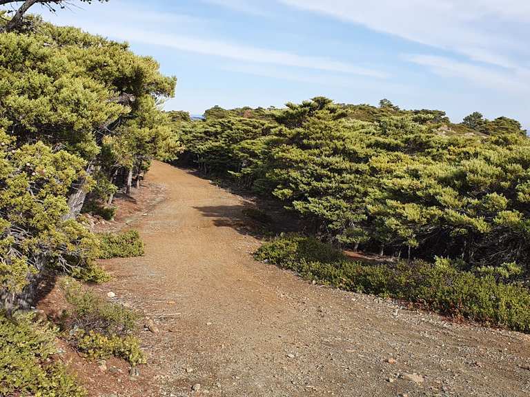 Pygmy (dwarf) sargent cypress forest 🌲🌲 Mountain Bike Trails & Tracks ...