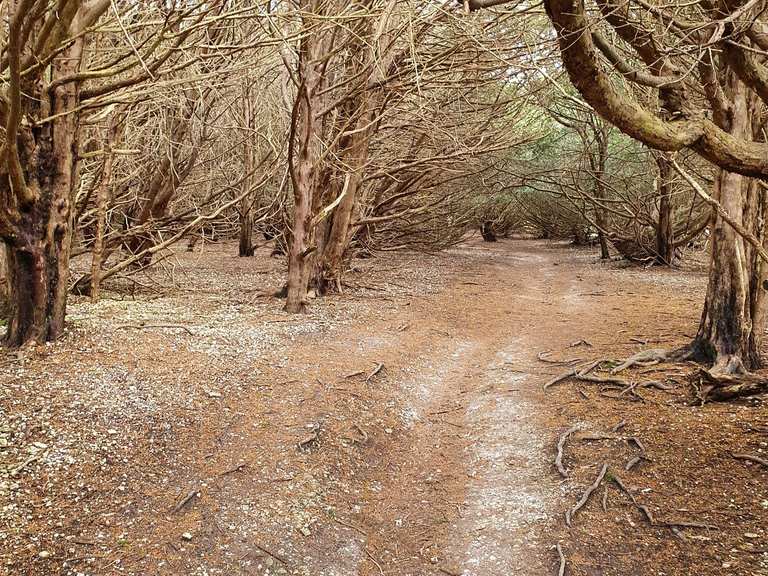 Kingley Vale National Nature Reserve - Routes for Walking and Hiking ...