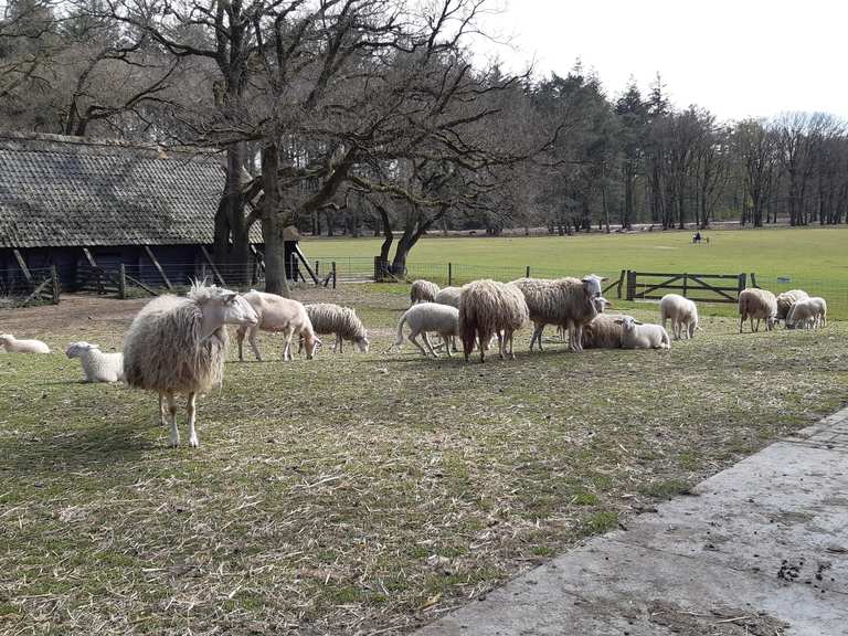 Schaapskooi Loenermark wandelroutes en hikes | Komoot
