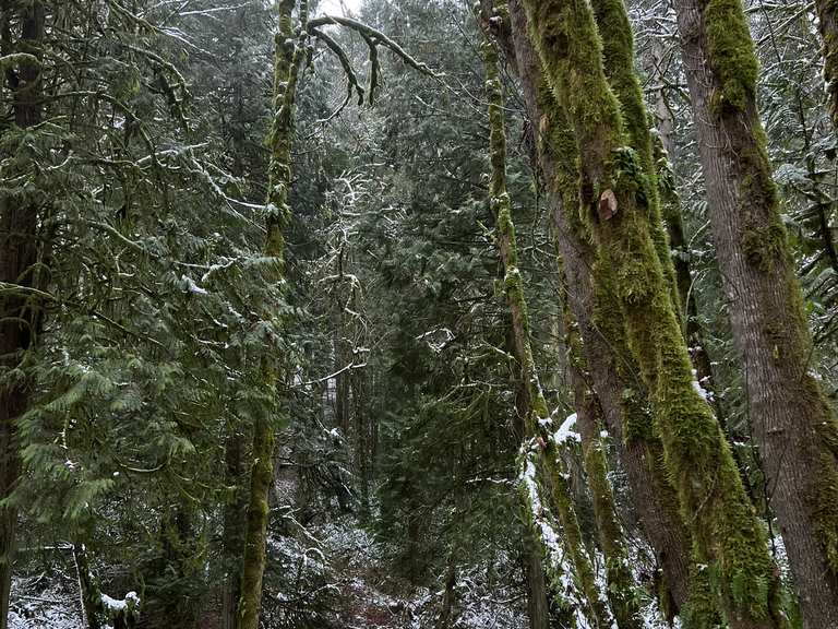 Tryon Creek State Natural Area loop — Lake Oswego Vous commencez sur le ...
